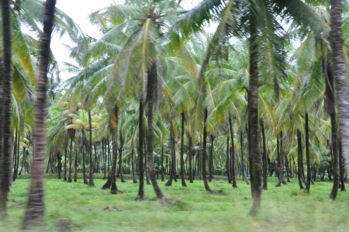 The Origin of the Coconut – tldr History