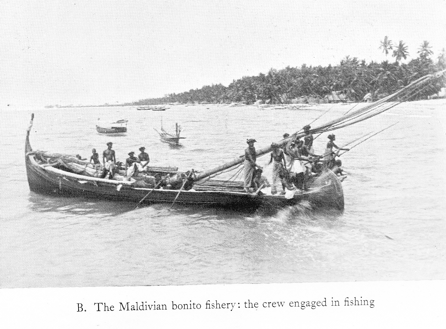 The Medieval Maldives – tldr History