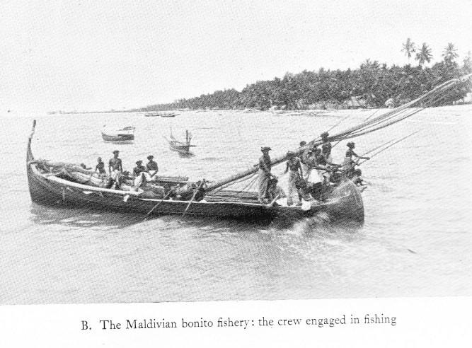 The Medieval Maldives – tldr History